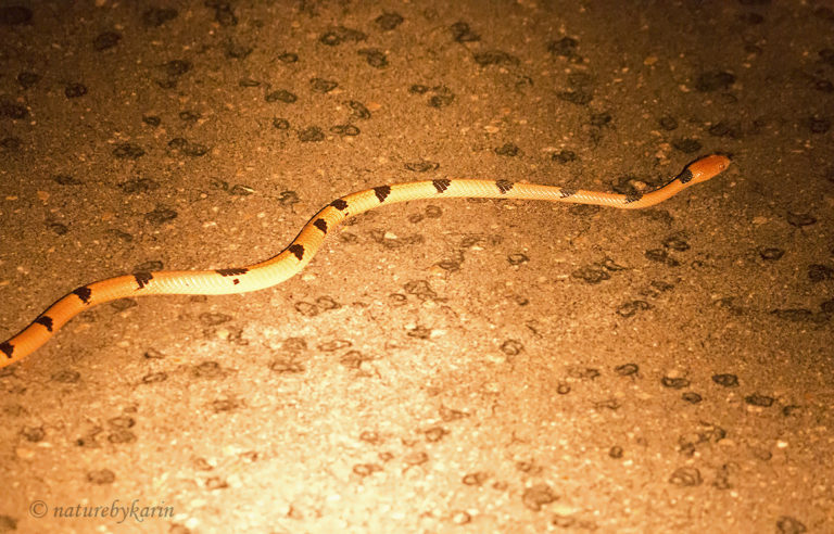 Snakes of Southern Africa – Nature by Karin