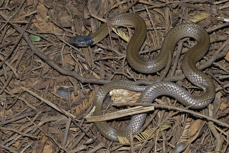 Snakes of Southern Africa – Nature by Karin